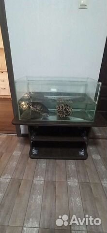 Домашние животные черепахи