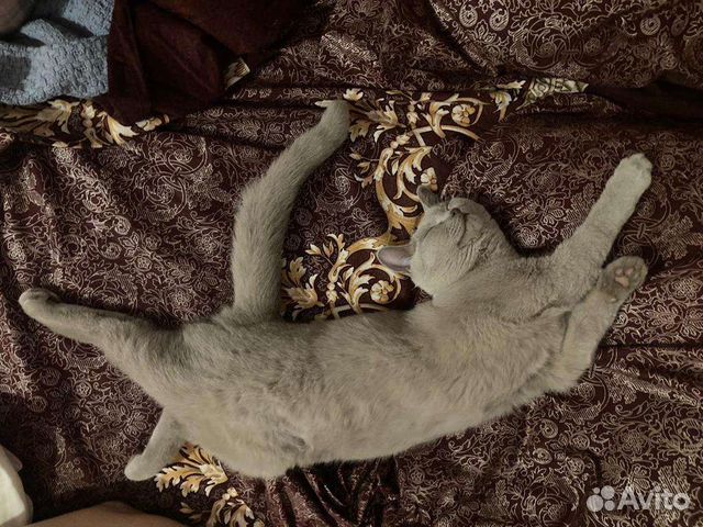Британская кошка, лилового цвета, для вязки