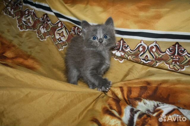 Котенок девочка Нибелунг