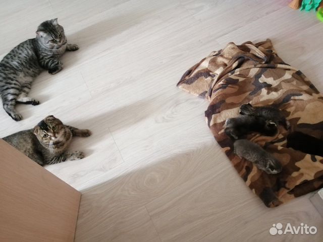 Продам котят