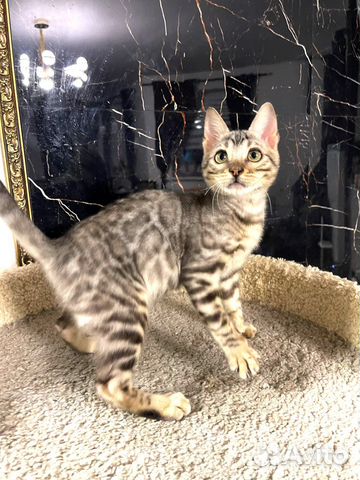 Бенгальские красотки для души