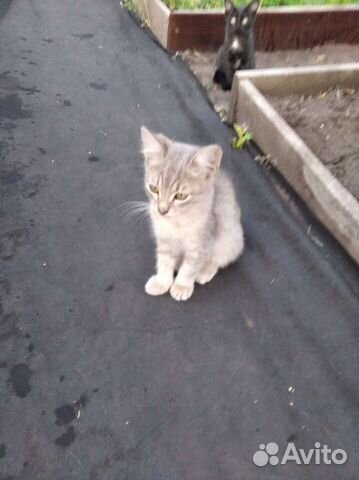Кошка в дар бесплатно