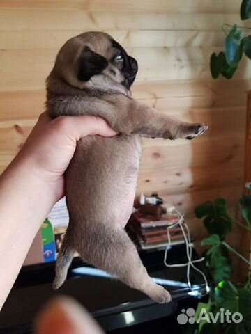 Мопсик