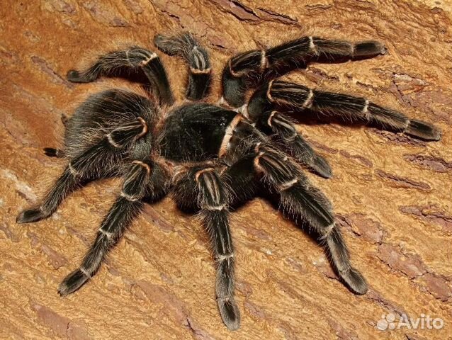 Паук птицеед Lasiodora parahybana