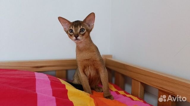 Абиссинский котенок