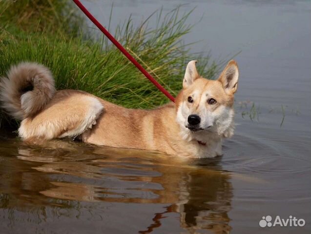 Самая добрая собака на свете