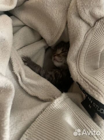 Котенок ищет семью