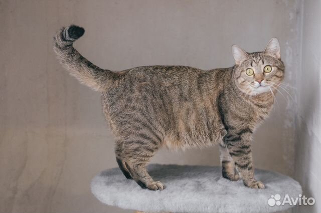 Кот Тиндер ищет человека для серьёзных отношений