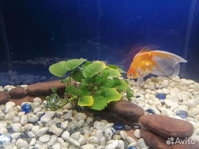 Аквариум с золотой рыбкой