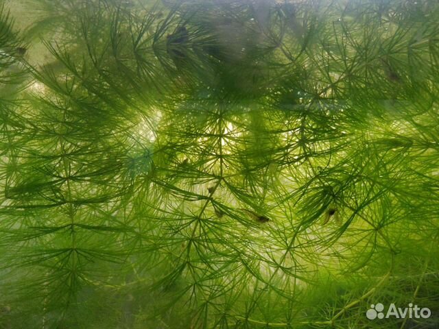 Отдам роголистник, немного вишен опционально