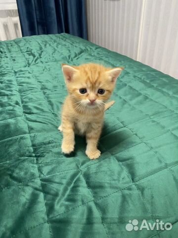 Шотландские котята(продажа)