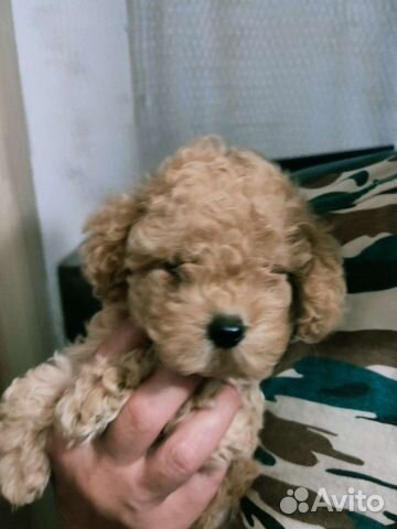 Той-пудель мини