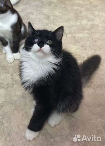 Котенок кот редкого окраса