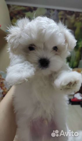 Мальтийская болонка