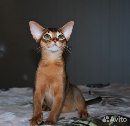 Абиссинские ушастые котята