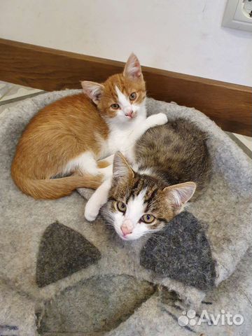 Котята в добрые руки бесплатно