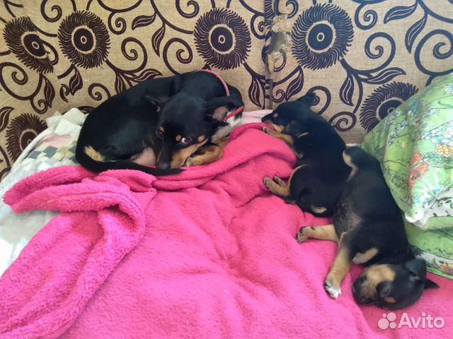 Мексиканская хохлатая,пуховка