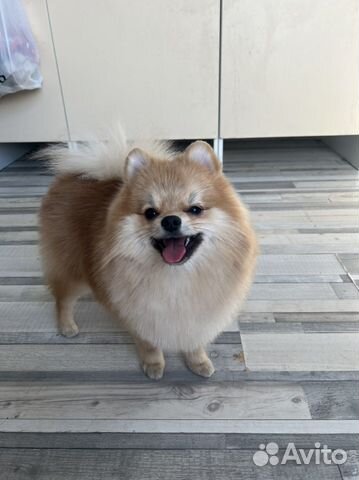 Шпиц мальчик 10 месяцев