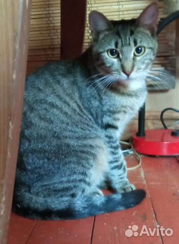 Стесняшка ищет свой дом