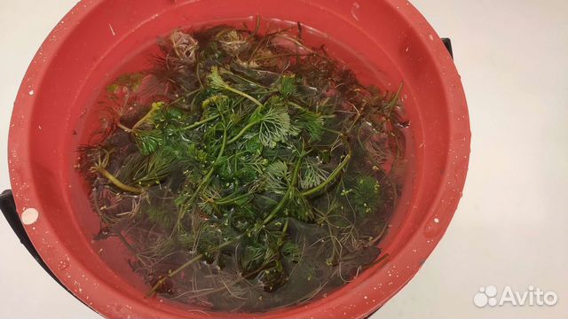 Аквариумный растения (прополка)
