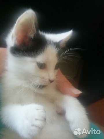 Котенок девочка-белочка