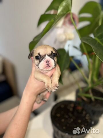 Французский бульдог щенки