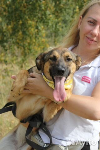 Приютская собака станет лучшим другом