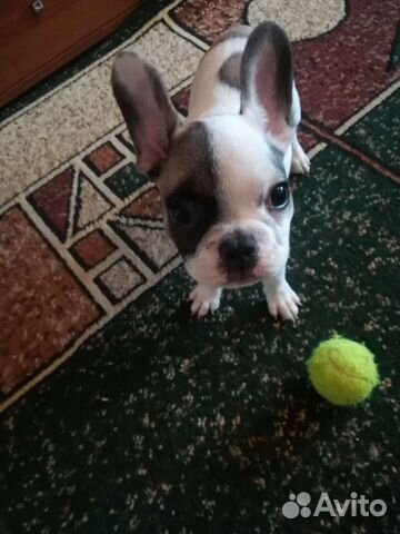 Французский бульдог