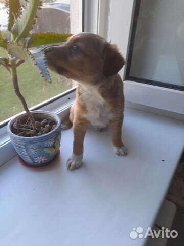 Ева ищет надежную семью