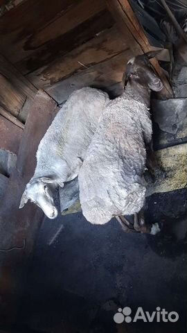 Овцы бараны