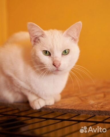 Сью из приюта ищет дом