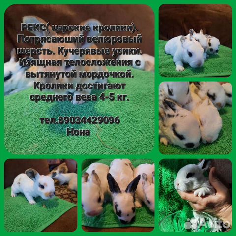 Кролики рексы