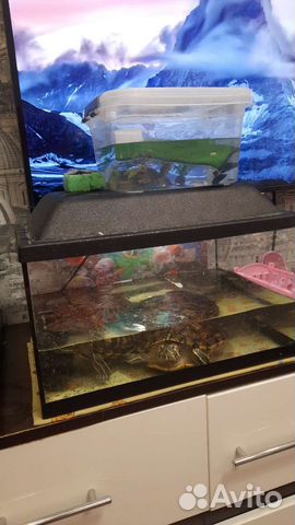 Красноухая черепаха