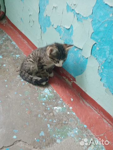 Которебенок