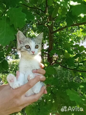 Котенок Люси в добрые руки