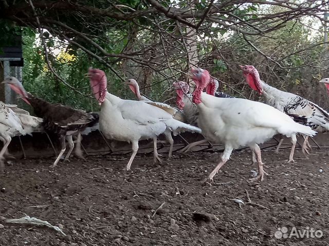 Индюки