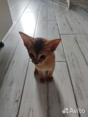 Абиссинская