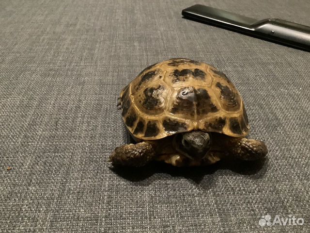 Черепаха сухопутная