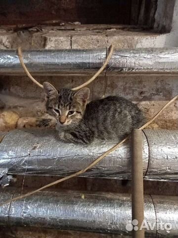 Котенок