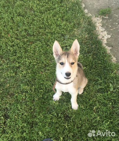 Очаровательная девочка ищет дом