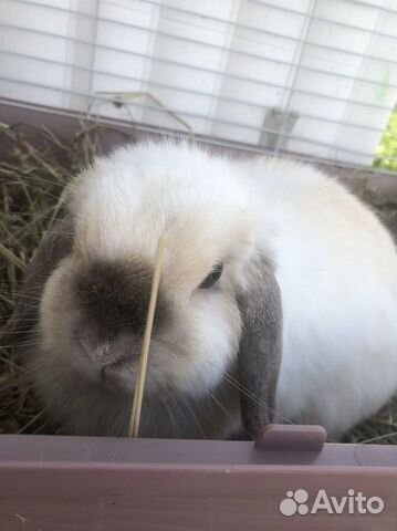 Декоративный кролик минилоп