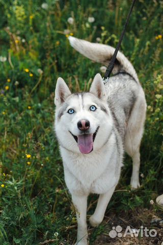 Зара Сибирский хаски HuskyEkb