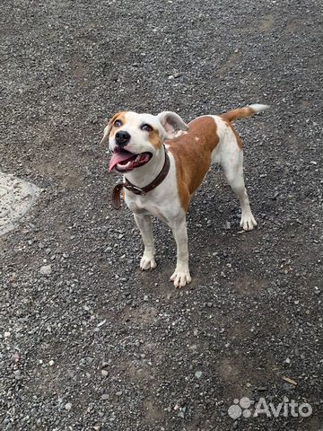 Альма,стерильная,в самые добрые руки