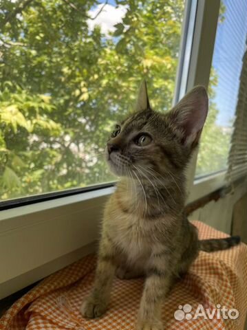 Спасенный котенок ищет дом