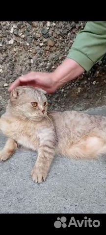 Кот вислоухий