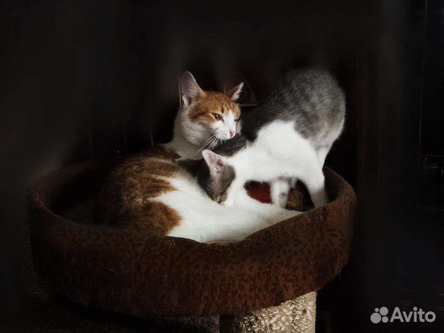 Котенок Марта 5 мес