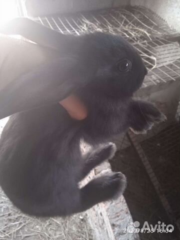 Кролики мясных пород