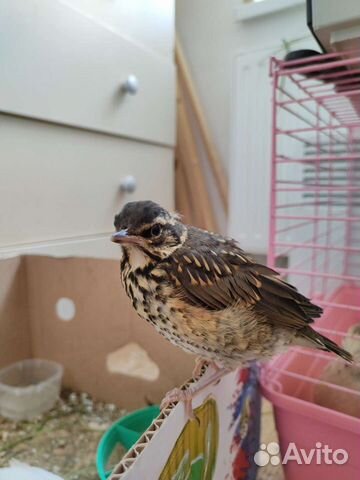 Дрозд белобровик самец 2022