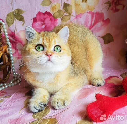 Роскошная британская плюшечка)