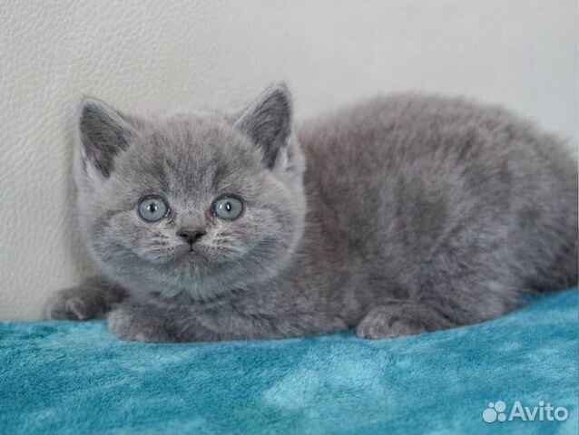 Плюшевые малыши голубого лилового окраса